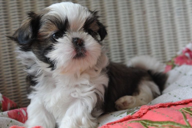 Shih Tzu Temperament: What Makes Them The Perfect Companions