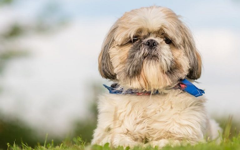 A Shih Tzu Feeding Guide For A Lively And Happy Pet