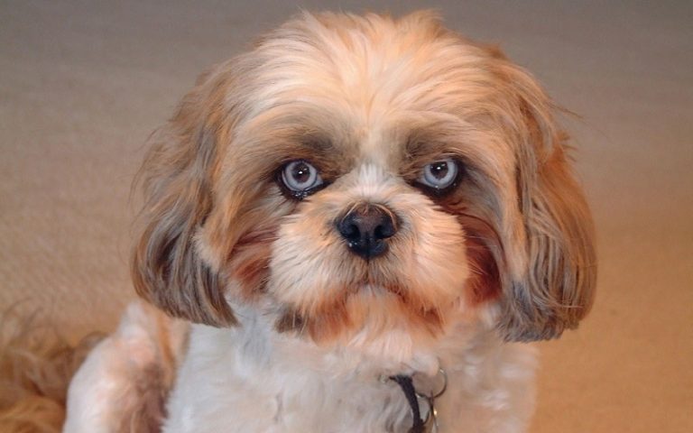 Colorful Canine Charm:Guide To Shih Tzu Coat And Eye Colors