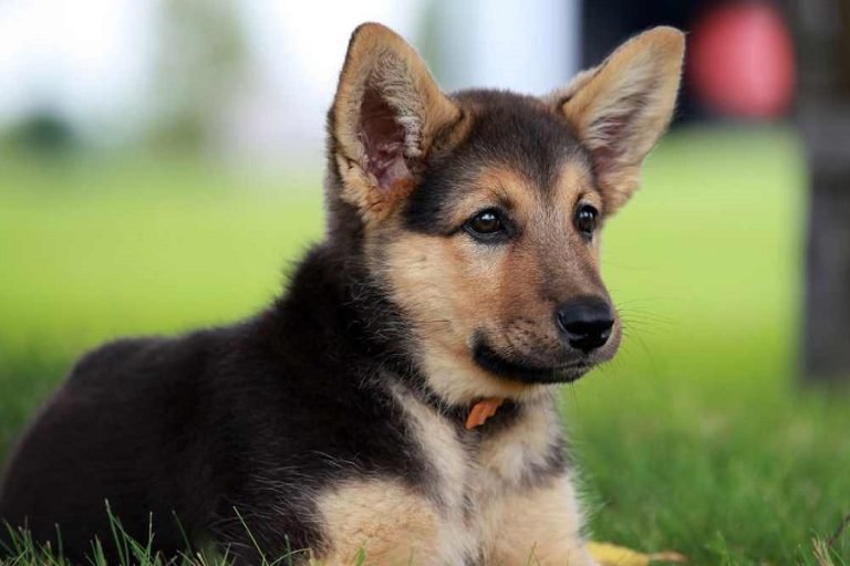 Miniature German Shepherd: Basic Things You Should Know