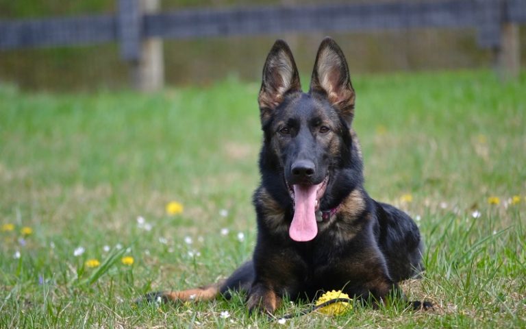DDR German Shepherd: What You Need To Know About