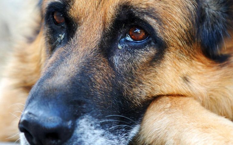 German Shepherd Eye Colors: Things You Need To Know