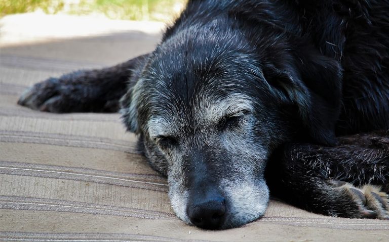 What Causes Facial Paralysis In Dogs And How To Treat It